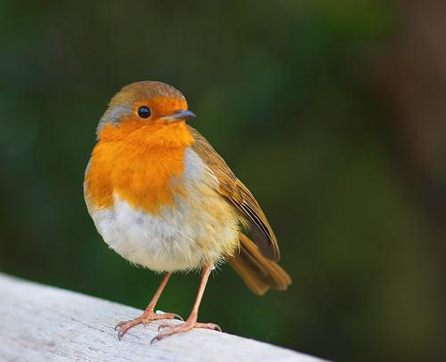 uccellino col collo rosso - Forum Hobby Uccelli.it