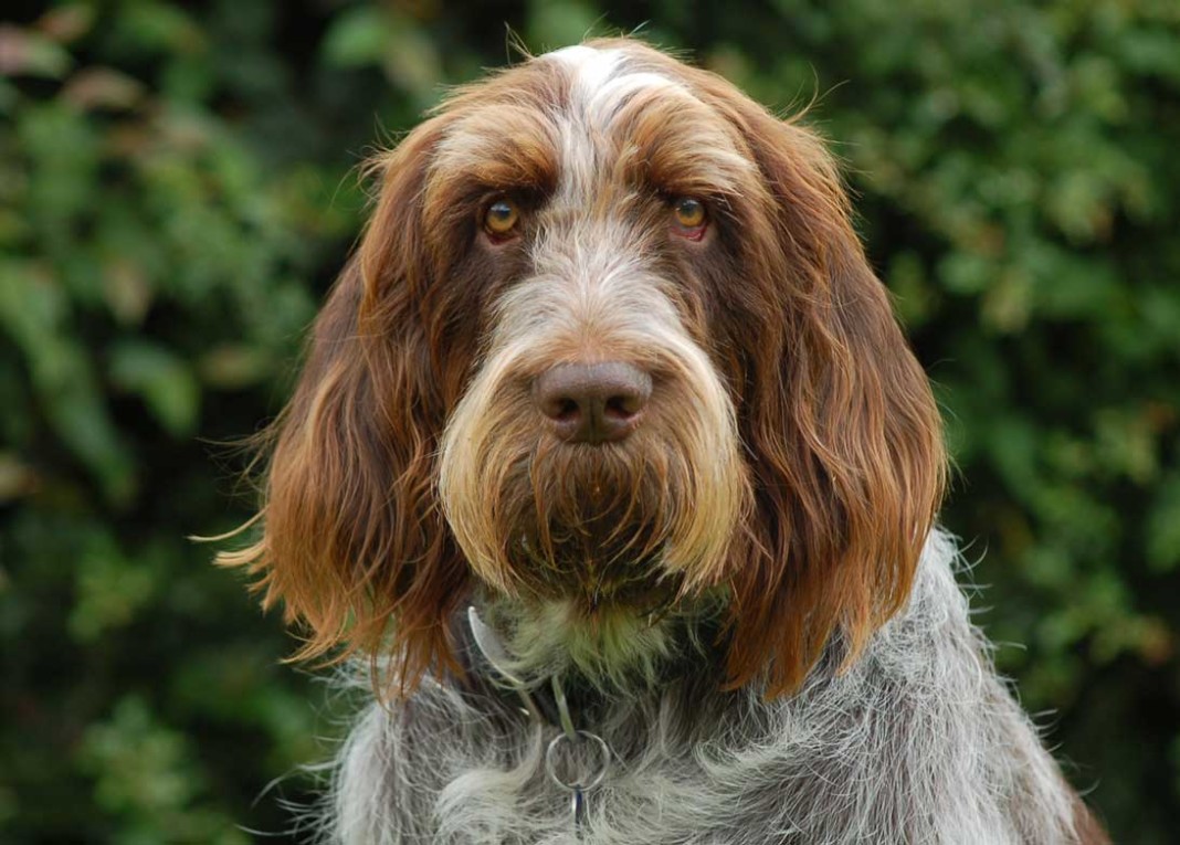 spinone hund