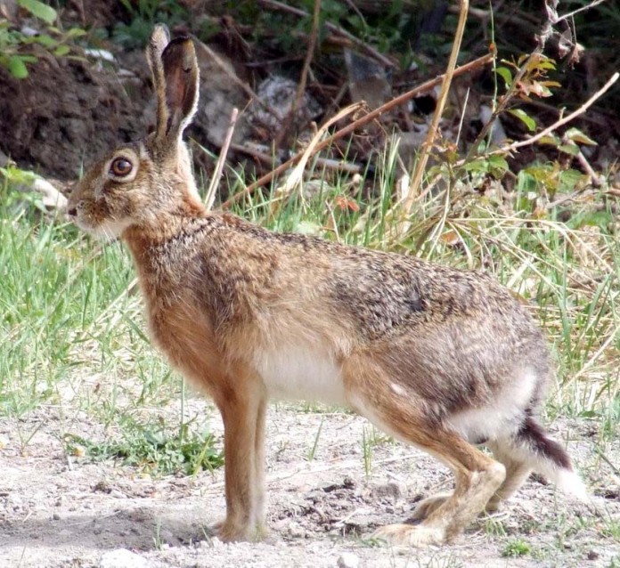 Caccia: Ripopolamento Lepri in Sardegna - Caccia Passione