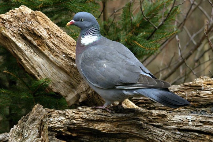 Richiami: quali e quando per la caccia al colombaccio - Pagina 2 di 2 ...