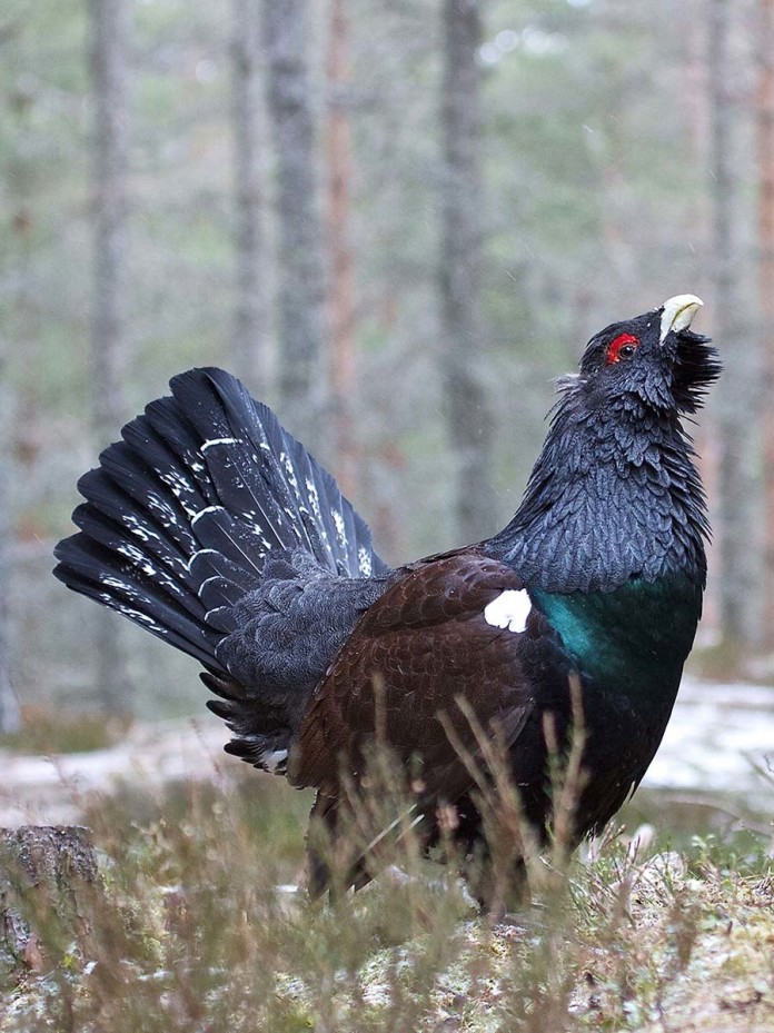 Il Gallo Cedrone secondo Goffredo Grassani.. - Caccia Passione