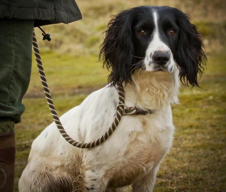 Alla scoperta dello Springer Spaniel in Italia - Caccia Passione