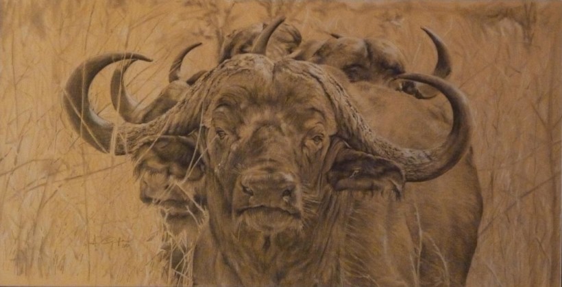 Alessia Griglio. Wildlife in bianco e nero.. - Caccia Passione