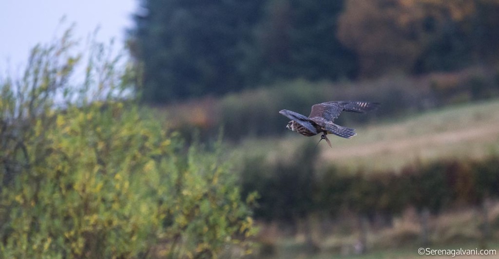 Falconeria. The Scotland’s hawk.. - Caccia Passione