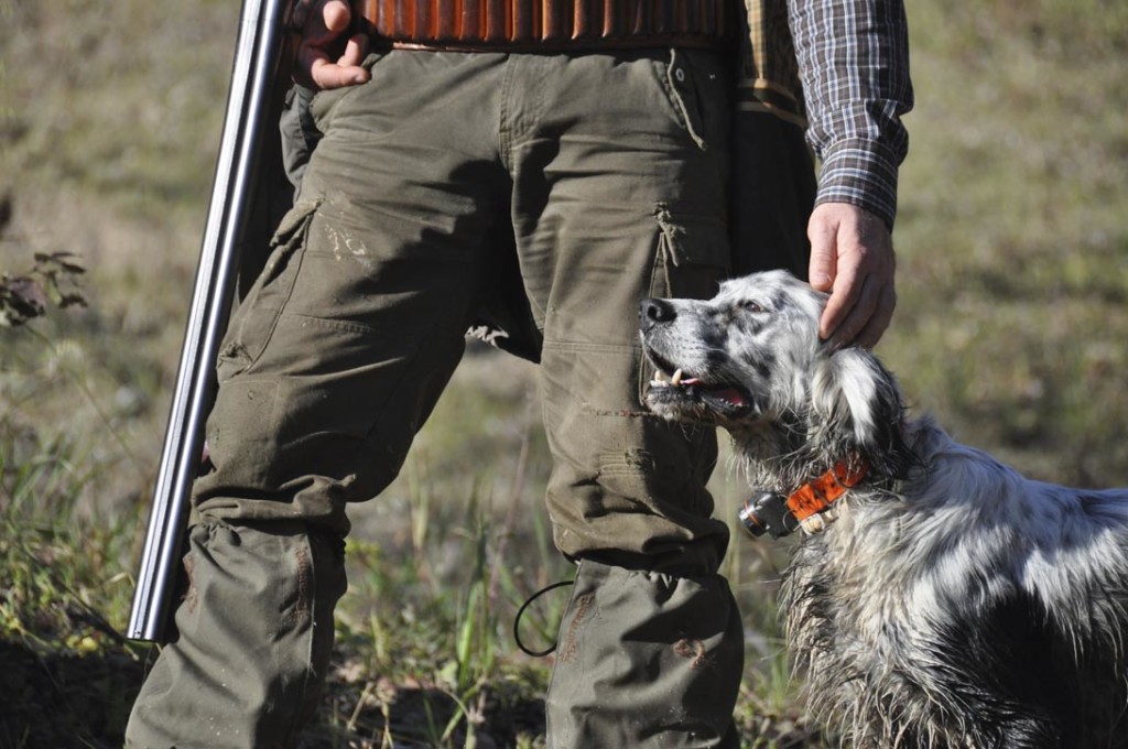 La migrazione della beccaccia in Italia: rotte, periodi, morfologia e ...