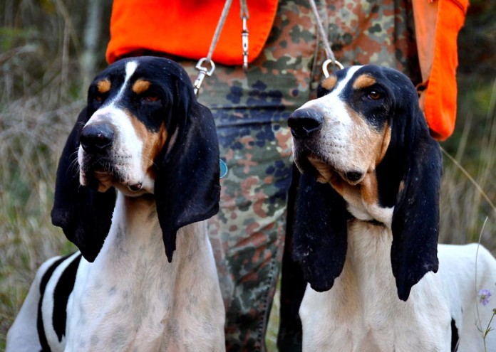 Benelli Caddy. A caccia con i cani da ferma - Caccia Passione