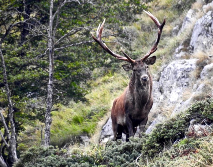 Cervi in amore..Tempo di bramito - Caccia Passione
