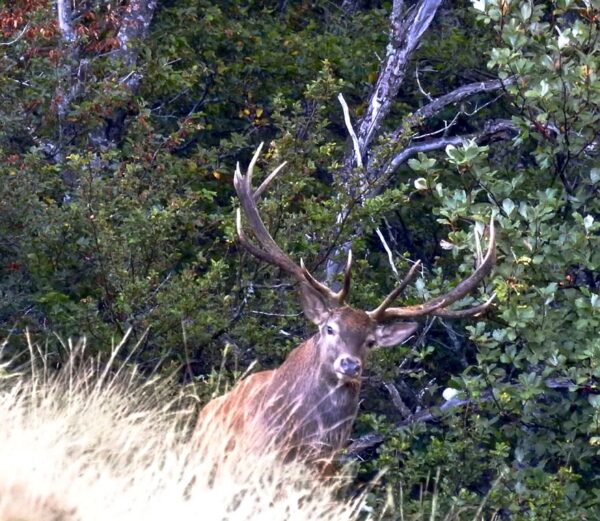 Cervi in amore..Tempo di bramito - Caccia Passione