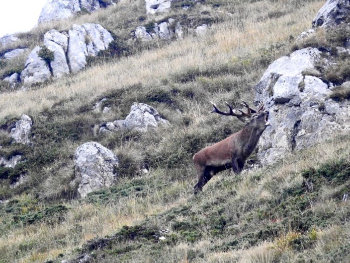 Cervi in amore..Tempo di bramito - Caccia Passione