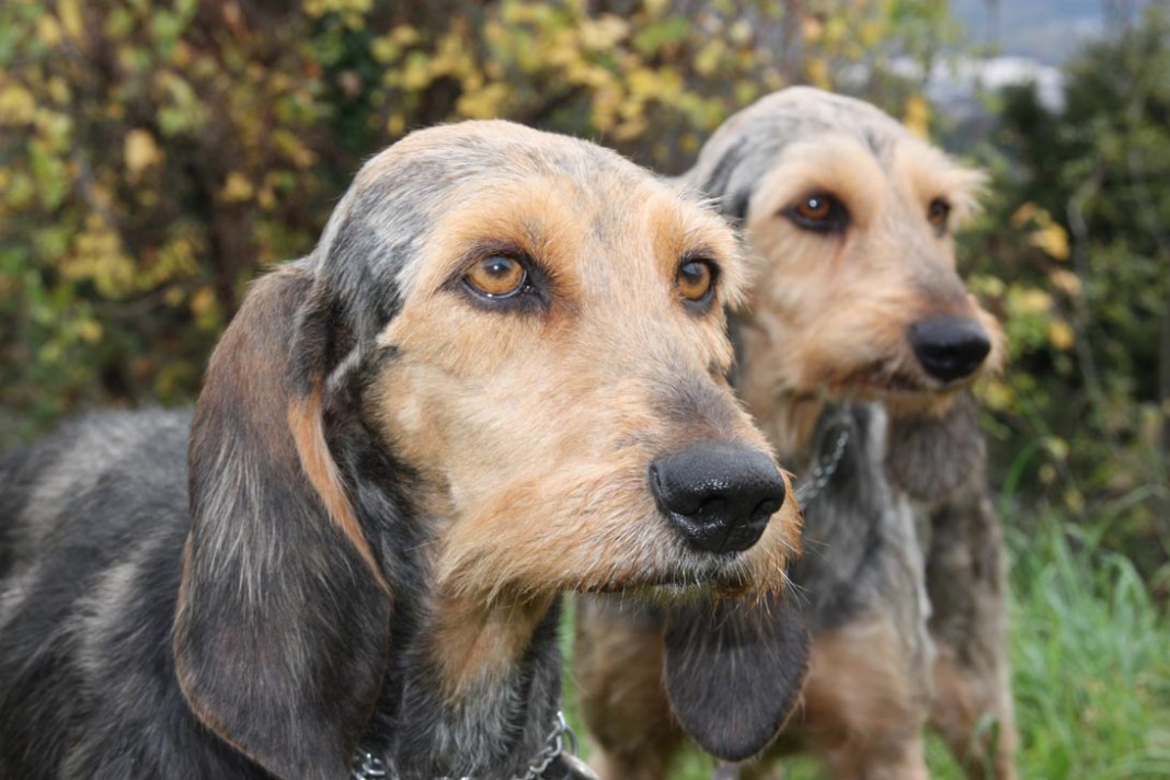 Segugio italiano: caratteristiche morfologiche. - Caccia Passione