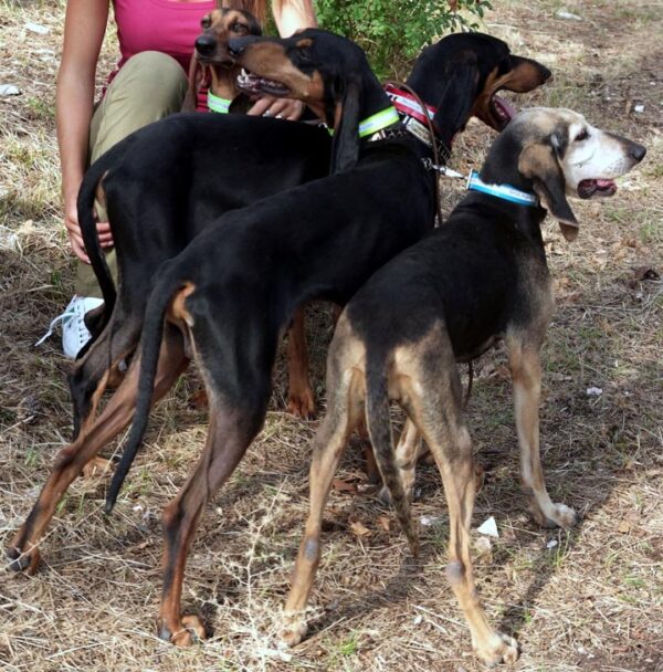 Segugio italiano: caratteristiche morfologiche. - Caccia Passione