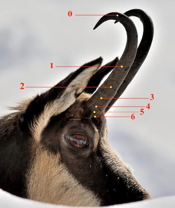 Digiscoping. Questioni di corna.. - Caccia Passione