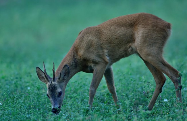 Caccia al cervo. "L’occhio di bue.." - Caccia Passione