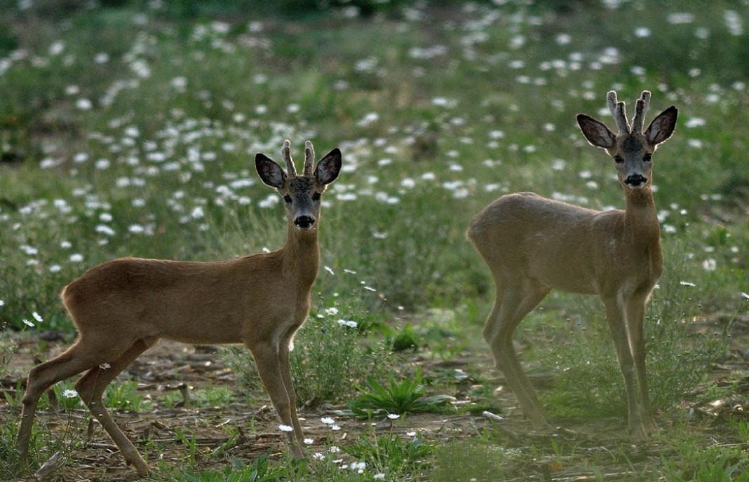 A caccia di caprioli nel bosco.. - Caccia Passione