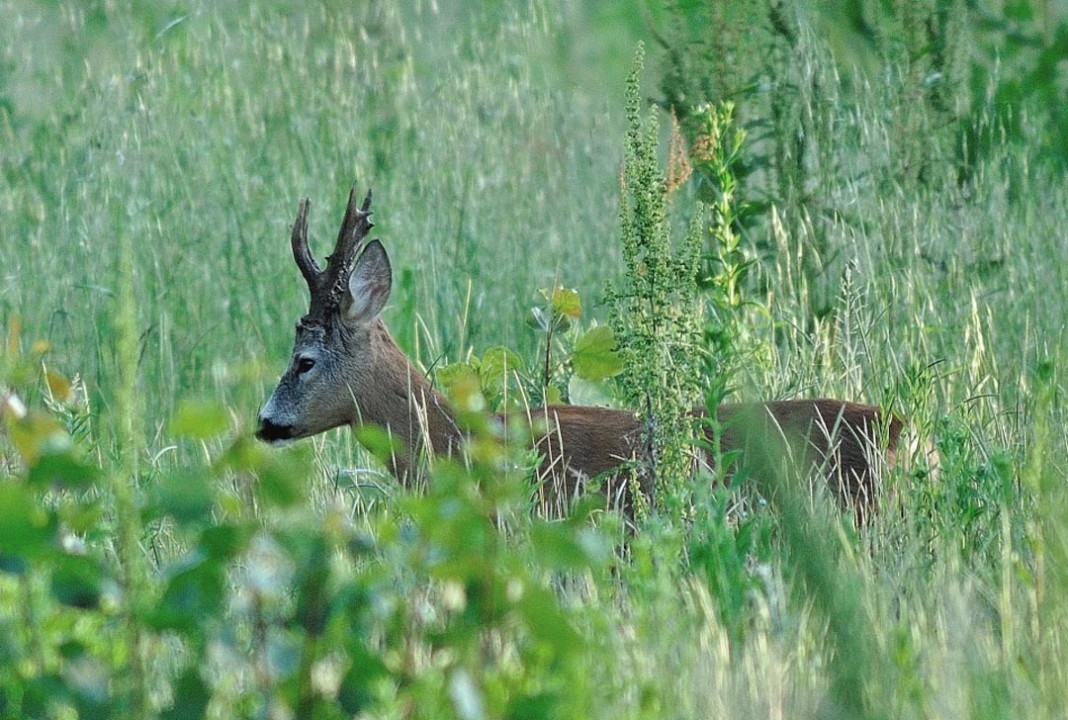 A caccia di caprioli nel bosco.. - Caccia Passione