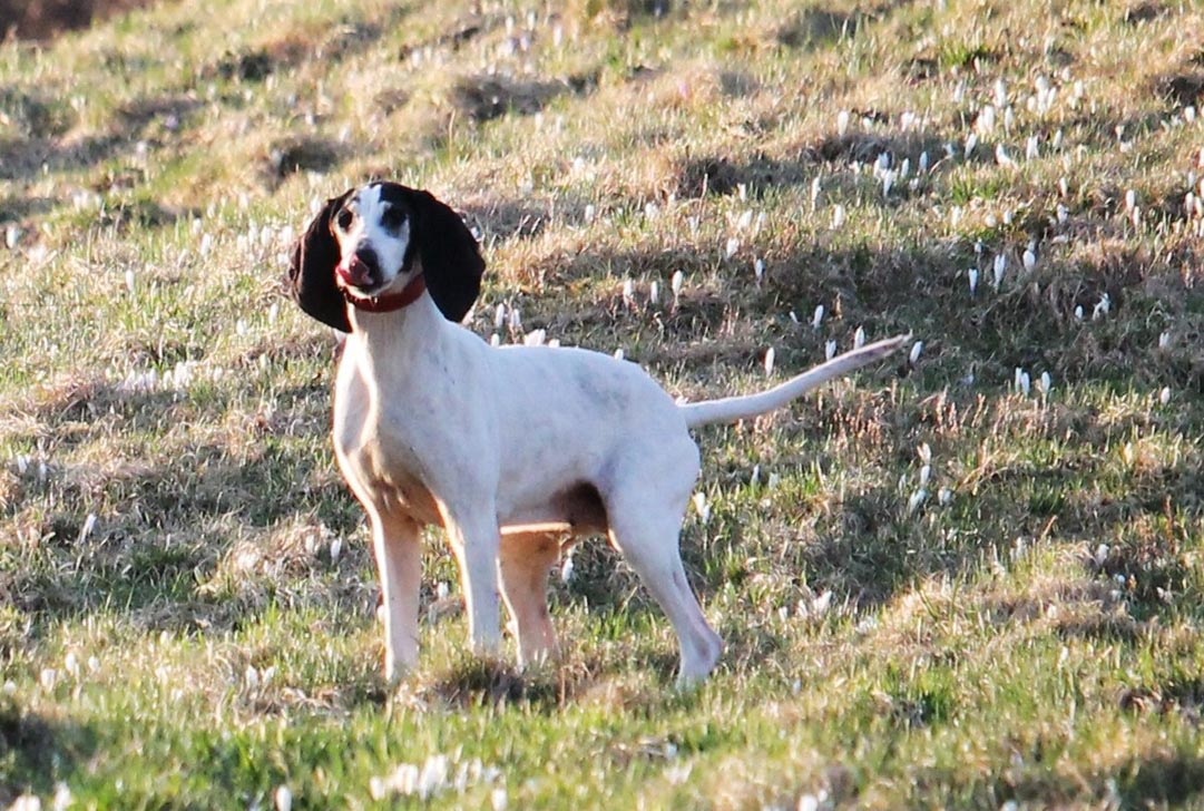 Incrocio Di Laboratorio Segugio