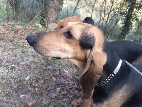 Segugio italiano e Ariégeois nella caccia alla lepre..scopriamoli ...