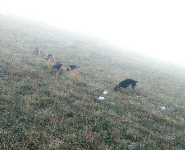 Cani da caccia: l’importanza della cerca.. - Caccia Passione