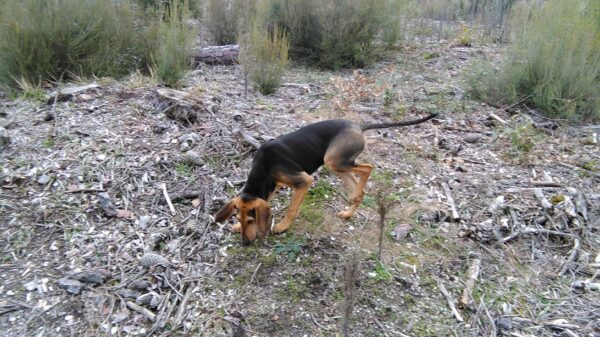 Cani da caccia: l’importanza della cerca.. - Caccia Passione