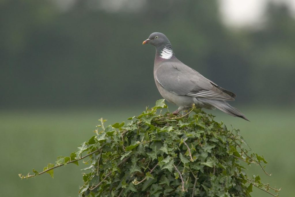 Caccia al colombaccio.. "I colombi dell’Argentario.." - Caccia Passione