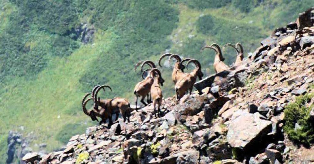 In viaggio con Montefeltro per andare a caccia del Cervo Maral - Caccia ...