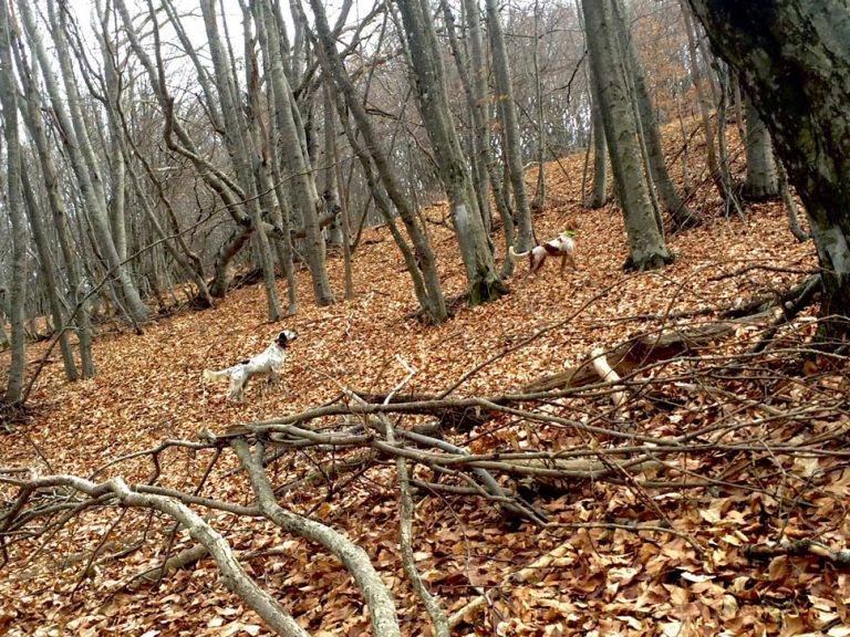 Caccia alla beccaccia in Crimea, viaggio indimenticabile nella riserva ...