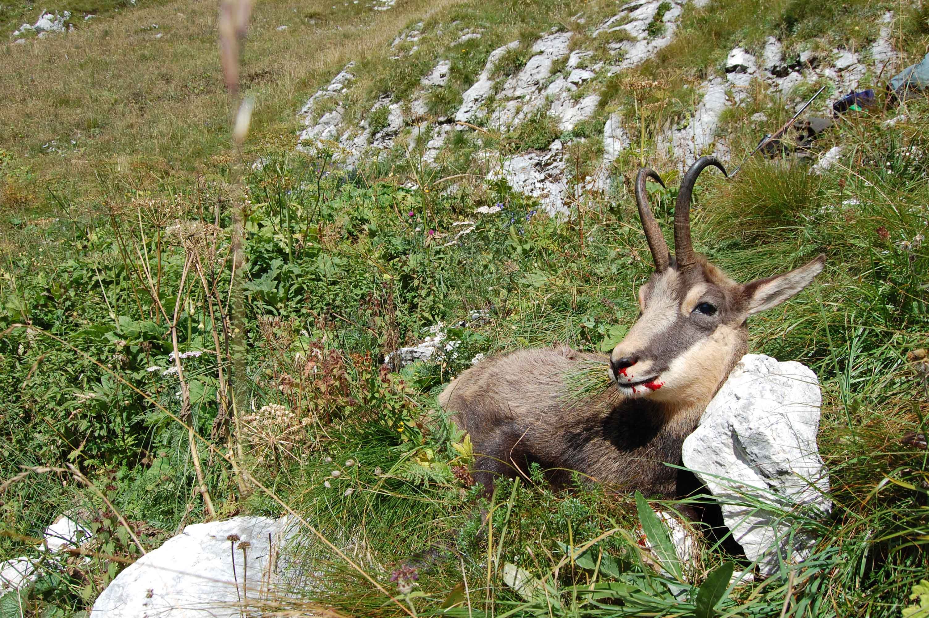 A caccia di camosci in Slovenia - Caccia Passione