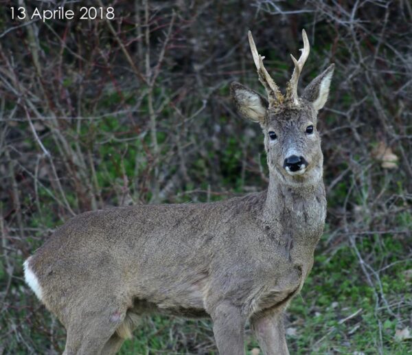 Saccottini di crespelle, ricotta e bocconcini di capriolo - Caccia Passione