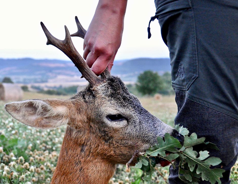 Caccia al capriolo. "La ruota della fortuna" - Caccia Passione