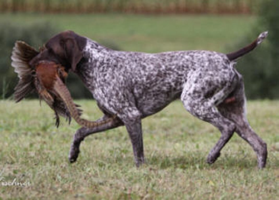 Il bracco tedesco, il cane da ferma dal carattere vivace - Caccia Passione