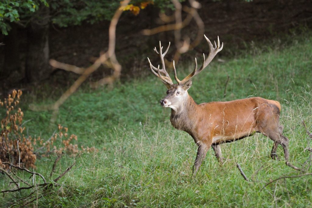 Ravioli allo stracotto di cervo - Caccia Passione
