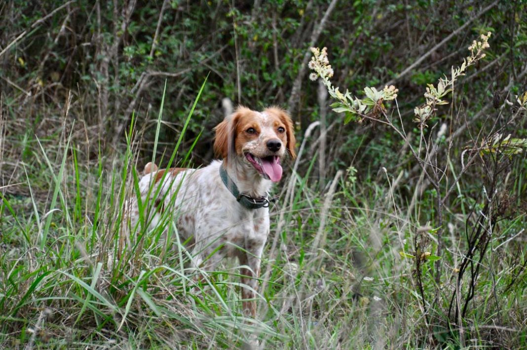 Breton: discover the Breton spaniel, the ideal hunting dog - Hunting ...