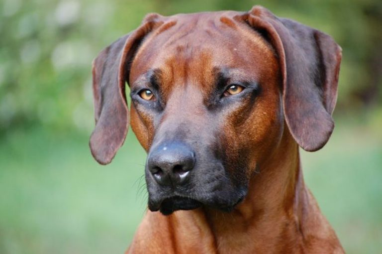 Rhodesian Ridgeback, il cane da caccia regale e aggraziato - Caccia ...