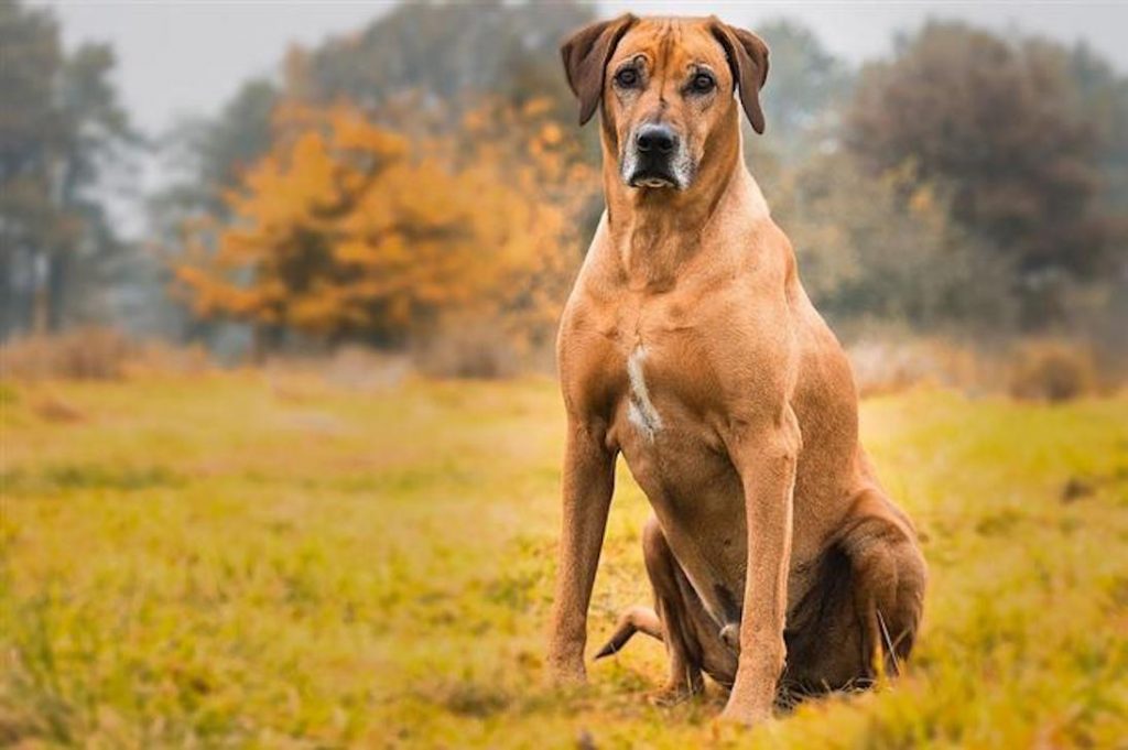 Rhodesian Ridgeback, il cane da caccia regale e aggraziato - Caccia ...