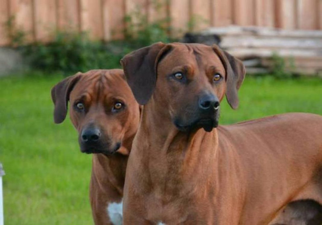 Rhodesian Ridgeback, il cane da caccia regale e aggraziato - Caccia ...