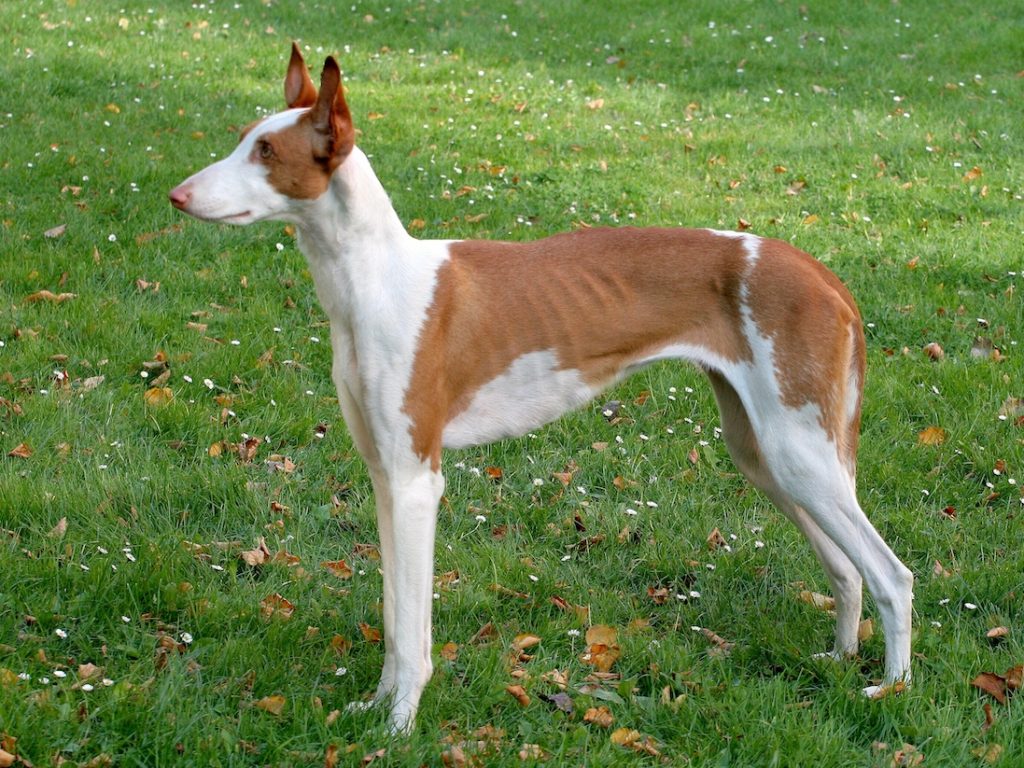Podenco, la race espagnole créée pour la chasse - Passion Hunt