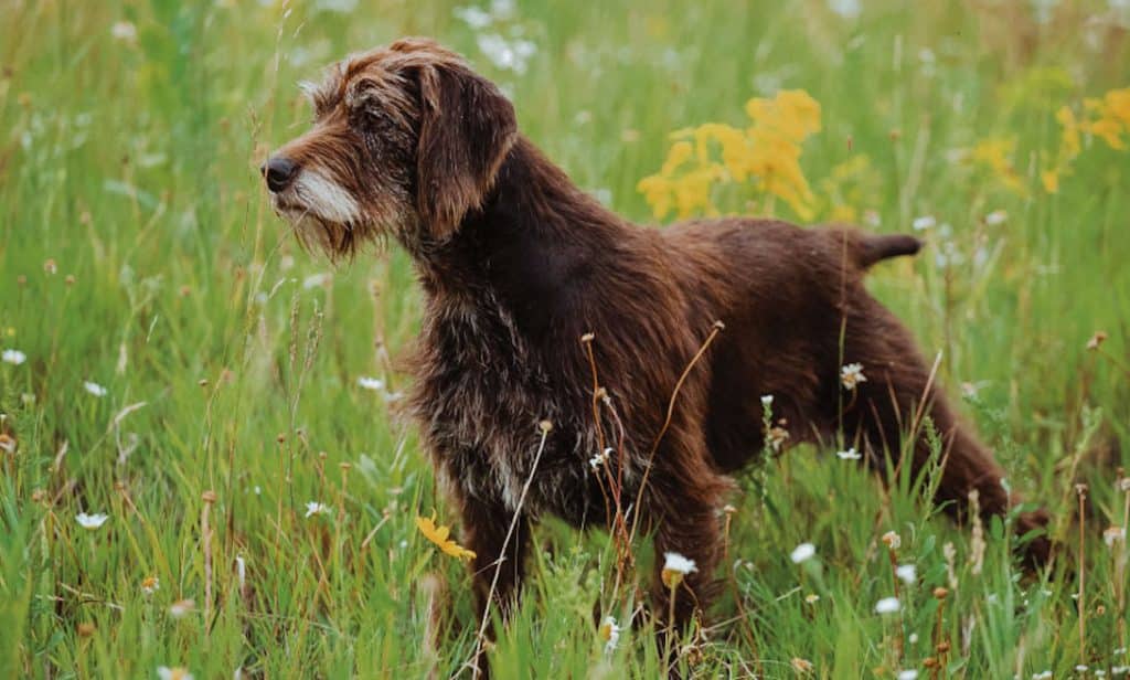 Pudel Pointer: elegance and skill on the hunting ground - Caccia Passione