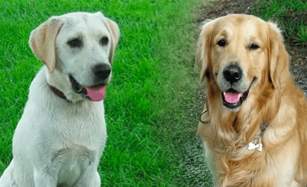 Labrador Retriever and Golden Retriever, the two breeds compared ...