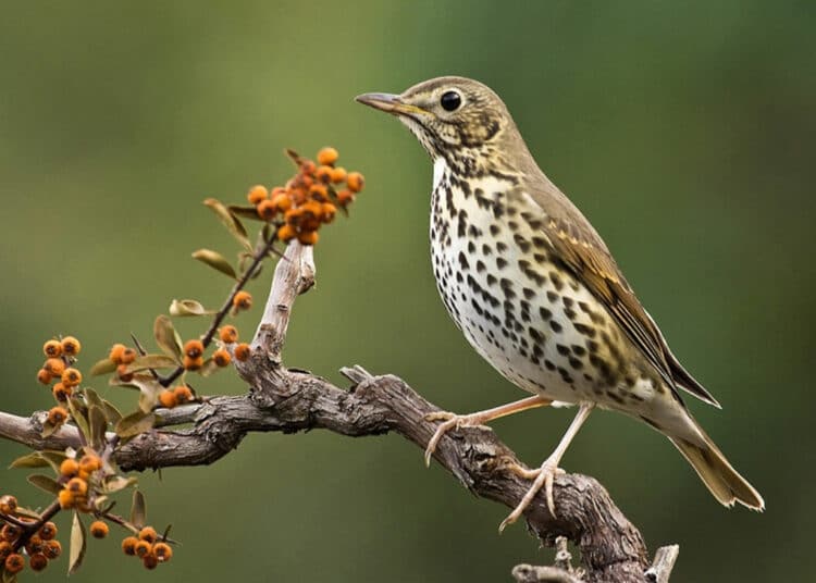 Tordo: biologia della Specie Turdus e flussi migratori italiani ed ...