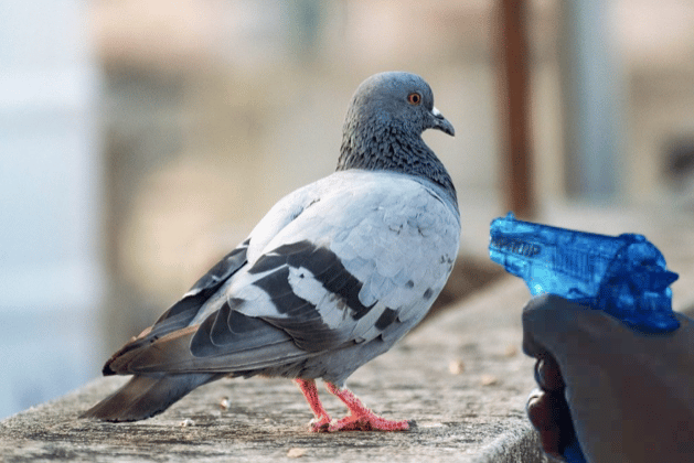 Métodos extraños: en Venecia se usan pistolas de agua para ahuyentar a ...