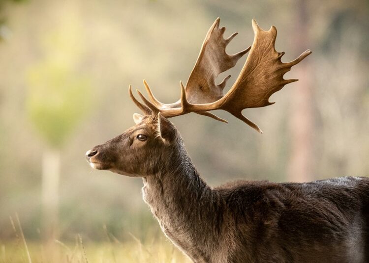 Il daino: caratteristiche morfologiche e sua distribuzione nel mondo ...