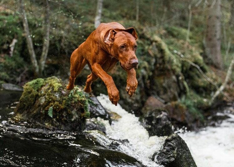 Il Rhodesian Ridgeback: il cane leone del Sud Africa - Caccia Passione