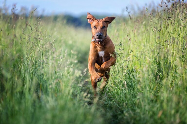 Rhodesian Ridgeback: il cane leone del Sud Africa - Caccia Passione