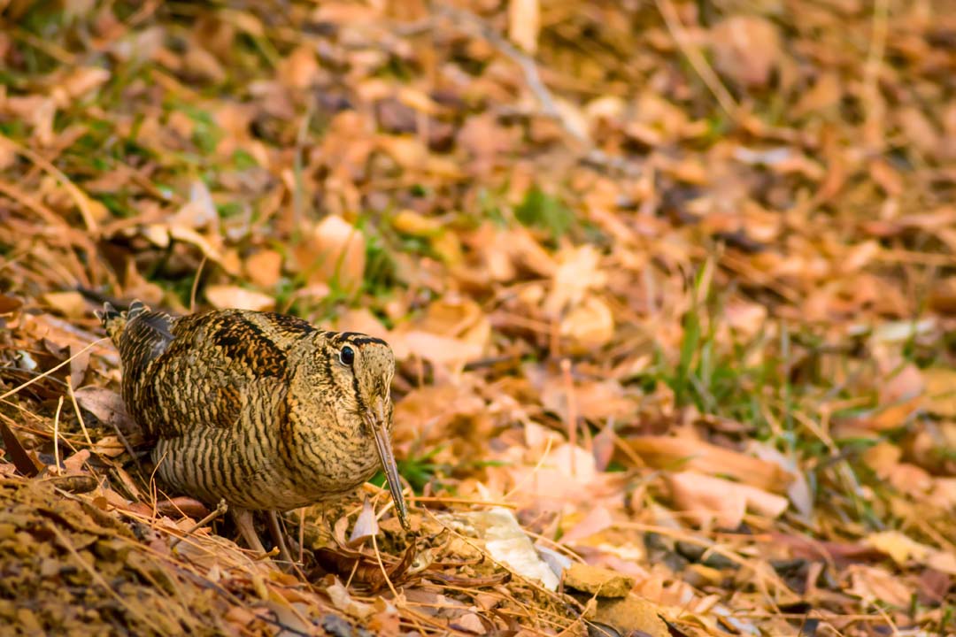 La migrazione della beccaccia in Italia: rotte, periodi, morfologia e ...