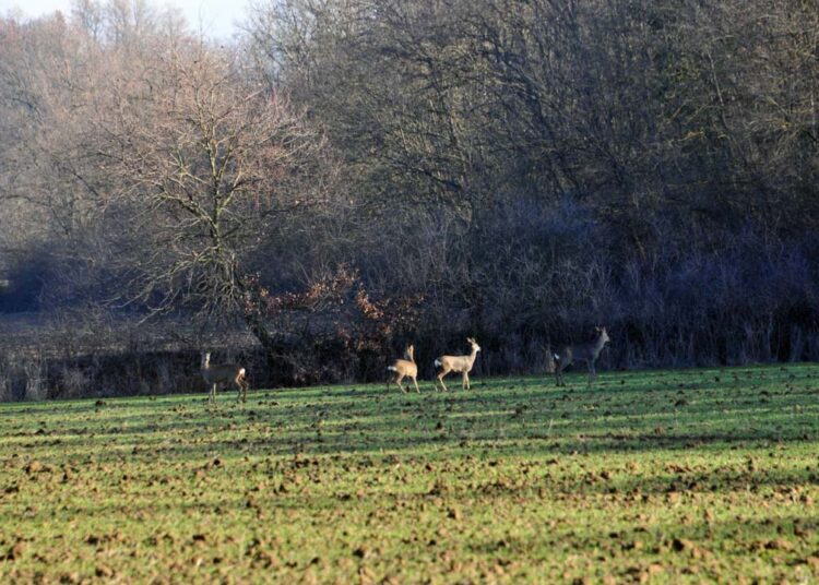 Caccia in Campania, dal 1° febbraio si aprono le procedure per ...